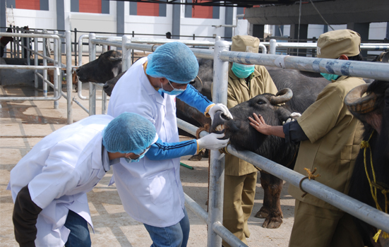frozen buffalo meat, buffalo meat exporters india, frozen meat ...